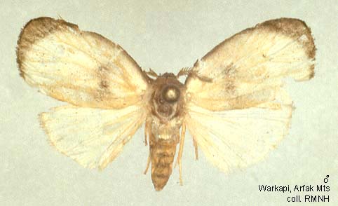 Papua Insects Foundation (Lepidoptera/Erebidae(Arctiinae)/Hemonia pallida)